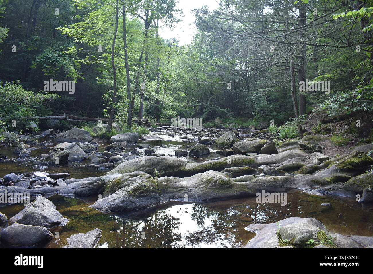 River in the woods Stock Photo - Alamy