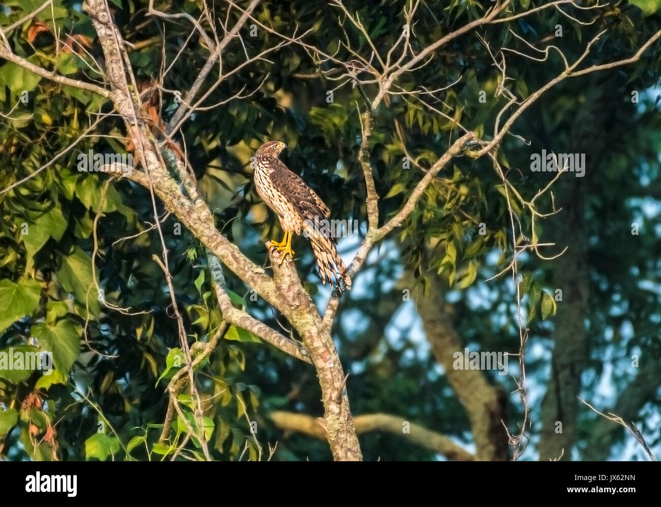 Broadwing hawks hi-res stock photography and images - Alamy