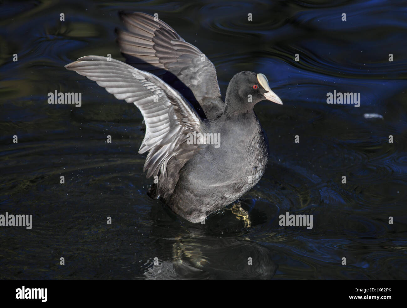 A Eurasian coot flapping its wings Stock Photo - Alamy