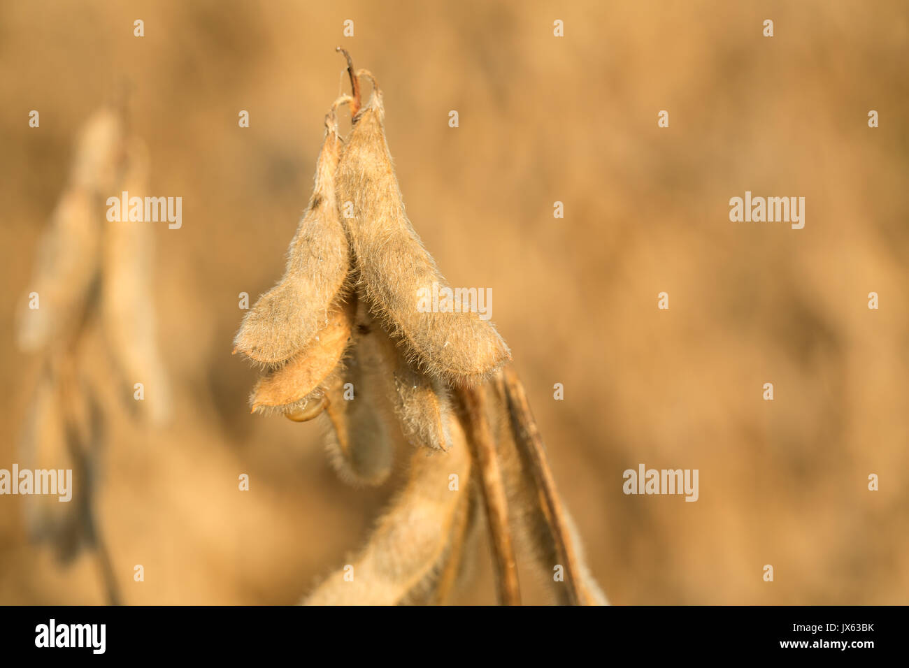 Dried Soybeans in a Field Stock Photo - Alamy