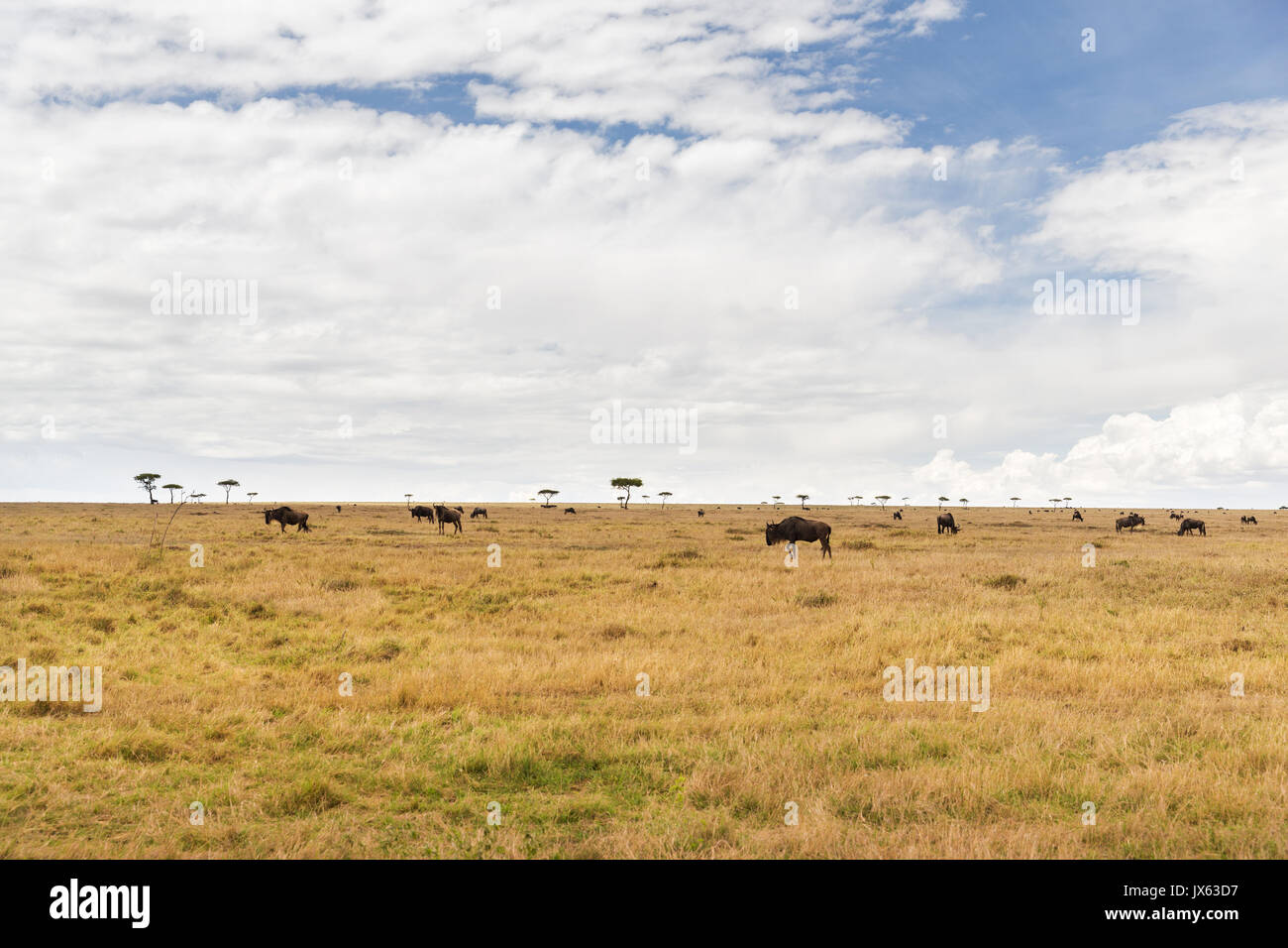 Africa kenya cattle grazing maasai hi-res stock photography and images ...