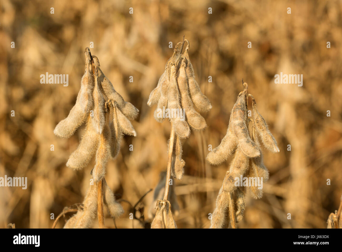 Dried Soybeans in a Field Stock Photo - Alamy