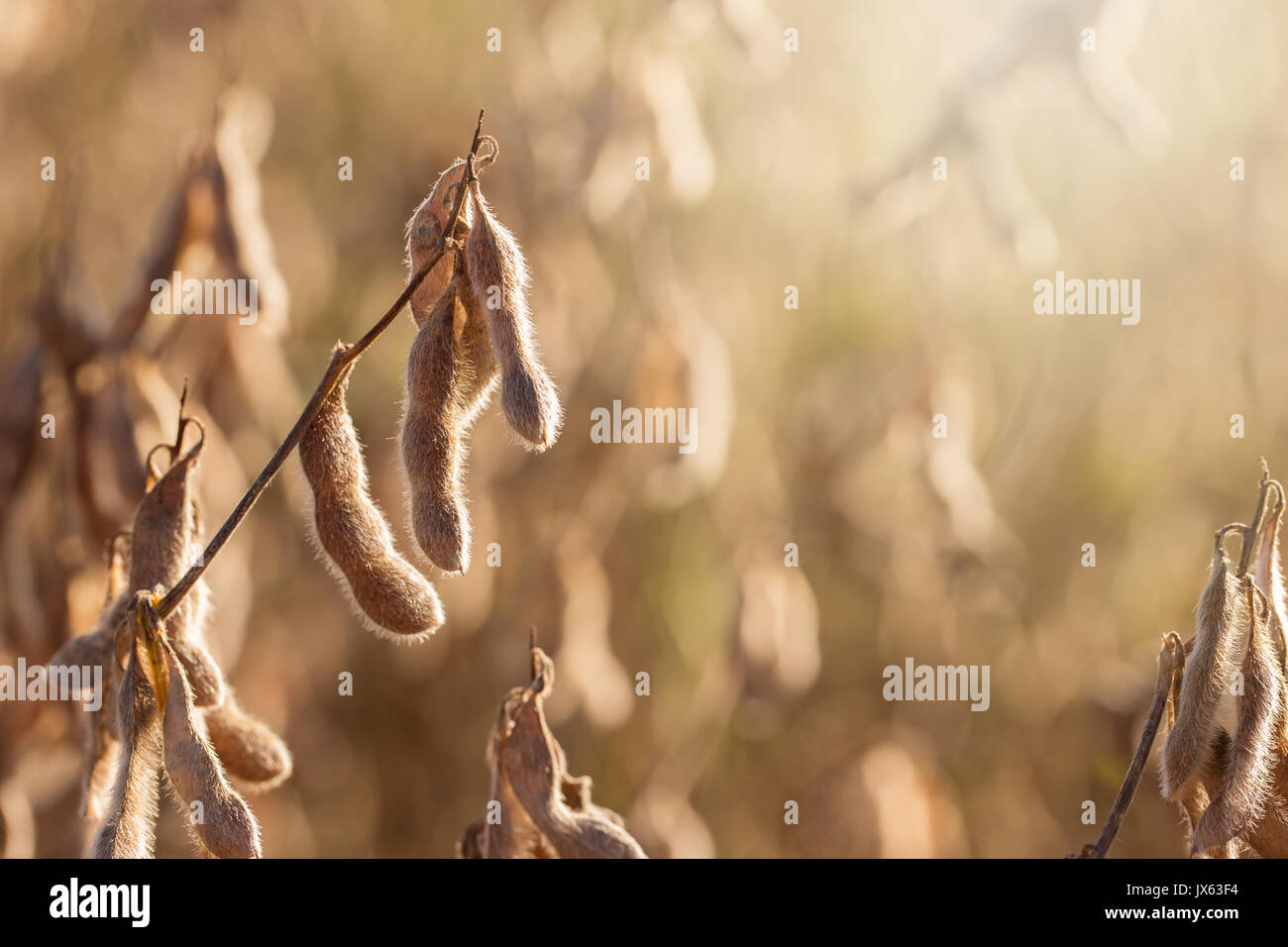Dried Soybeans in a Field Stock Photo - Alamy