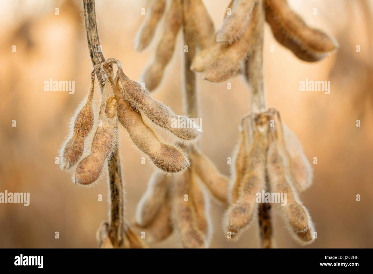 Dry bean field hi-res stock photography and images - Alamy