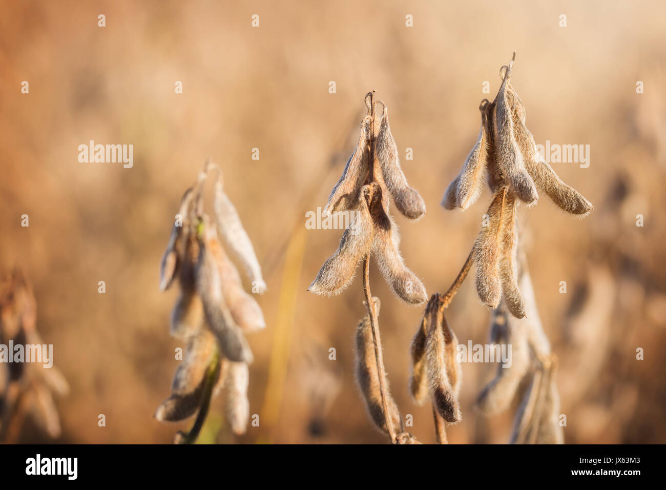 Market soybeans hi-res stock photography and images - Alamy