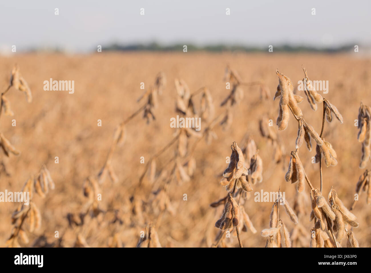 Dried Soybeans in a Field Stock Photo - Alamy