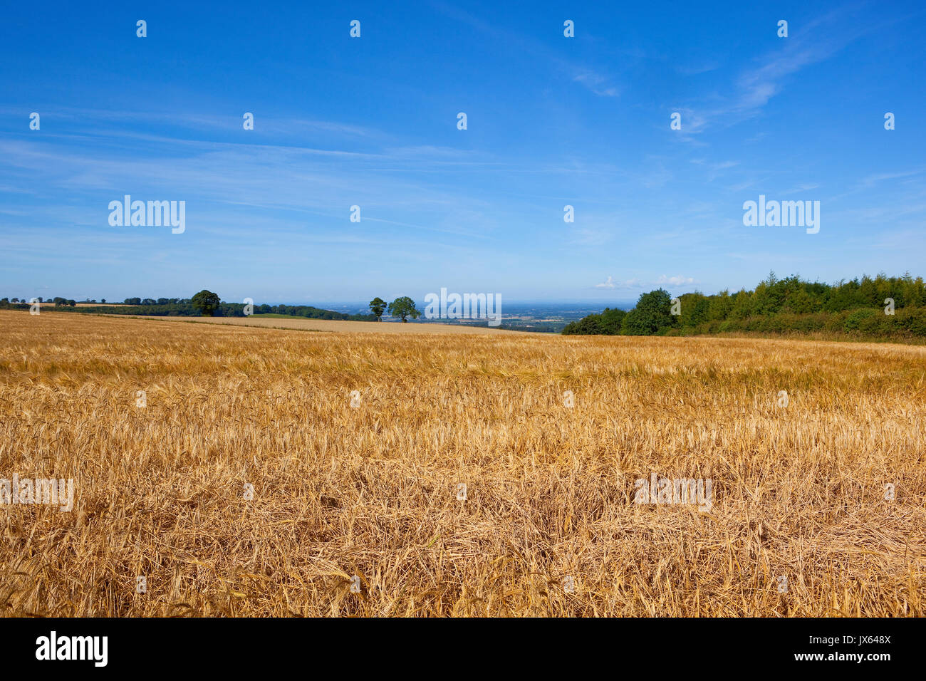 a golden barley field with trees and hedgerows overlooking the vale of ...
