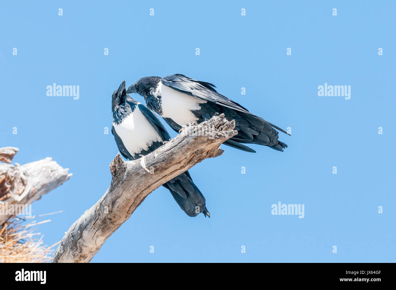 Two pied crows, Corvus albus, on a dead tree branch, interacting ...