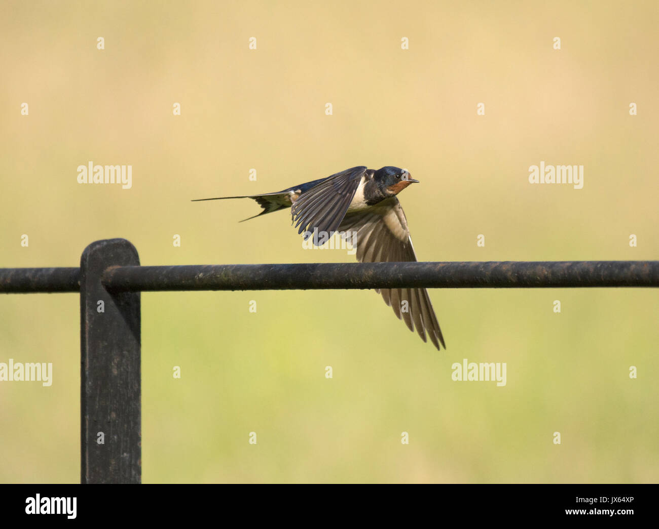 Swallow, Hirundo rustica, in flight against soft beige background Stock ...