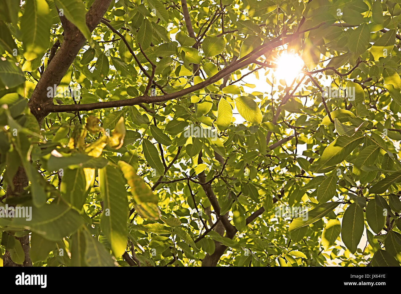 Sun through nut foliage in the summer Stock Photo - Alamy