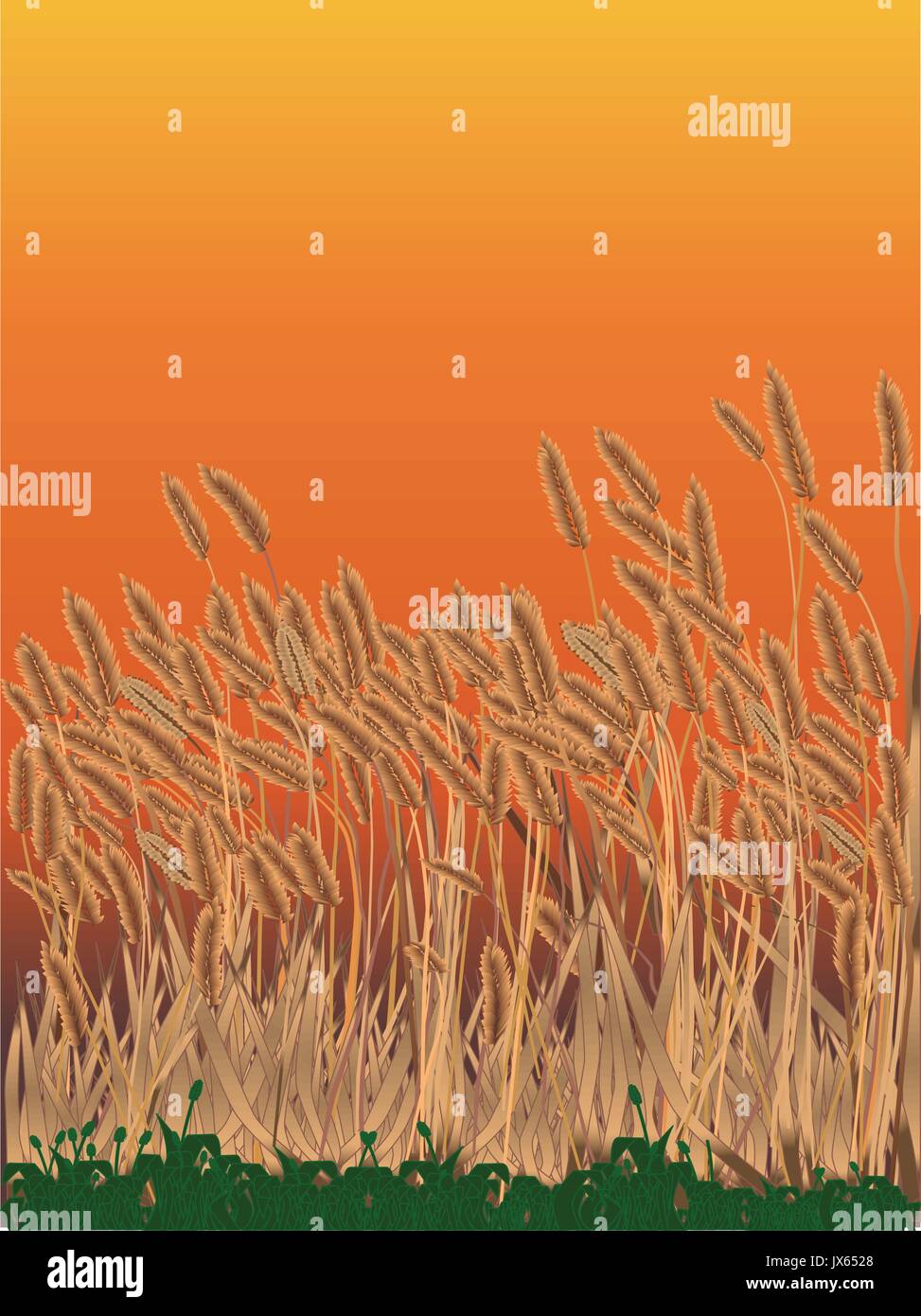 Field growing grass Stock Vector Images - Alamy