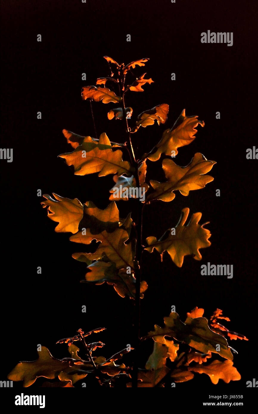 Native trees to ireland hi-res stock photography and images - Alamy