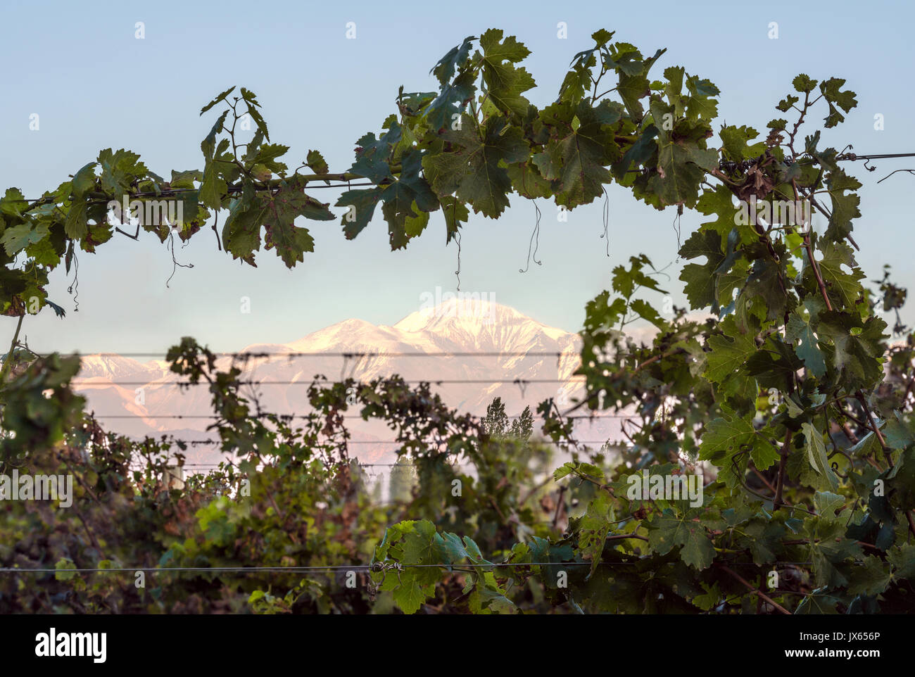 Volcano Aconcagua and Vineyard. Aconcagua is the highest mountain in ...