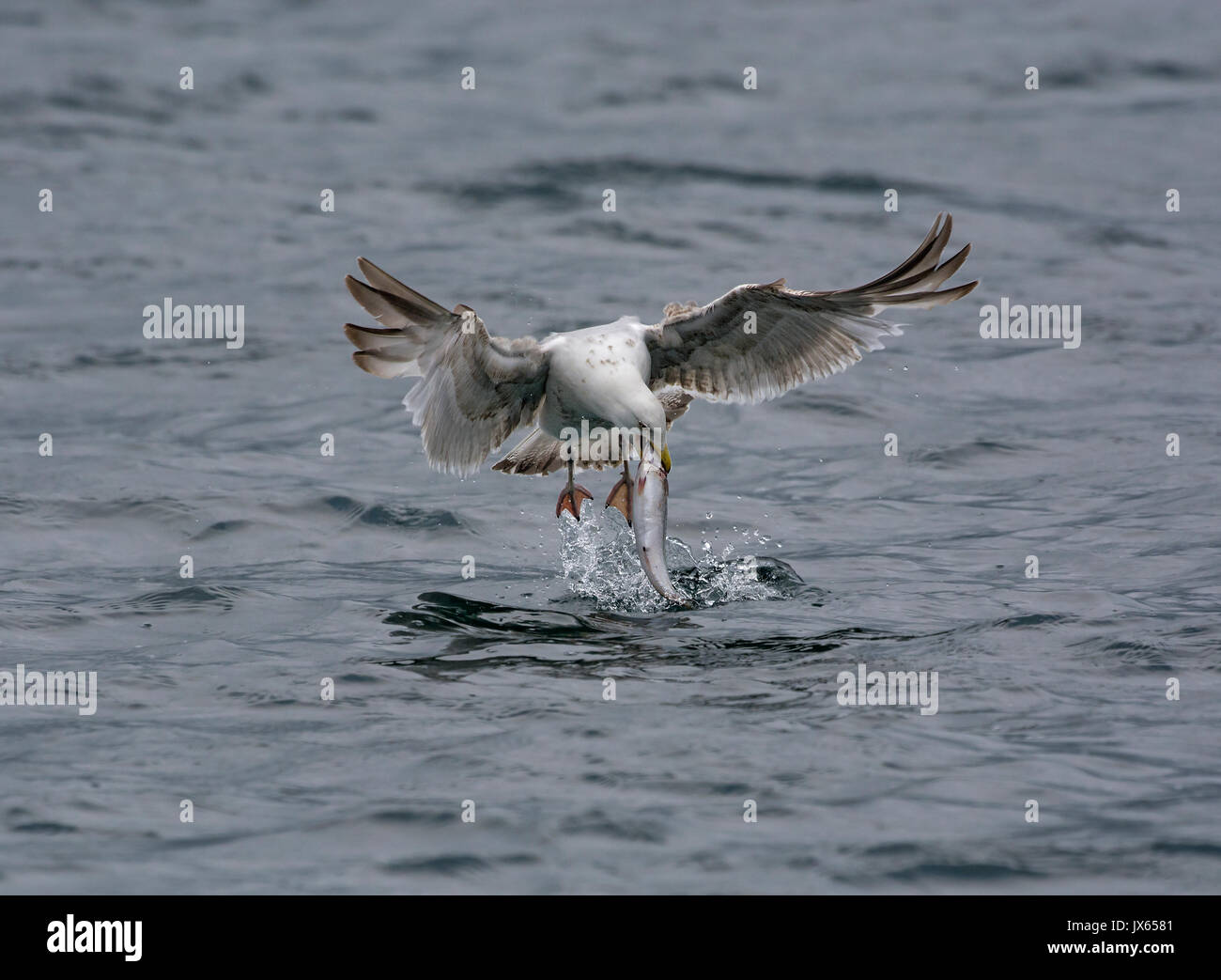 Adult flying carrying a fish hi-res stock photography and images - Alamy