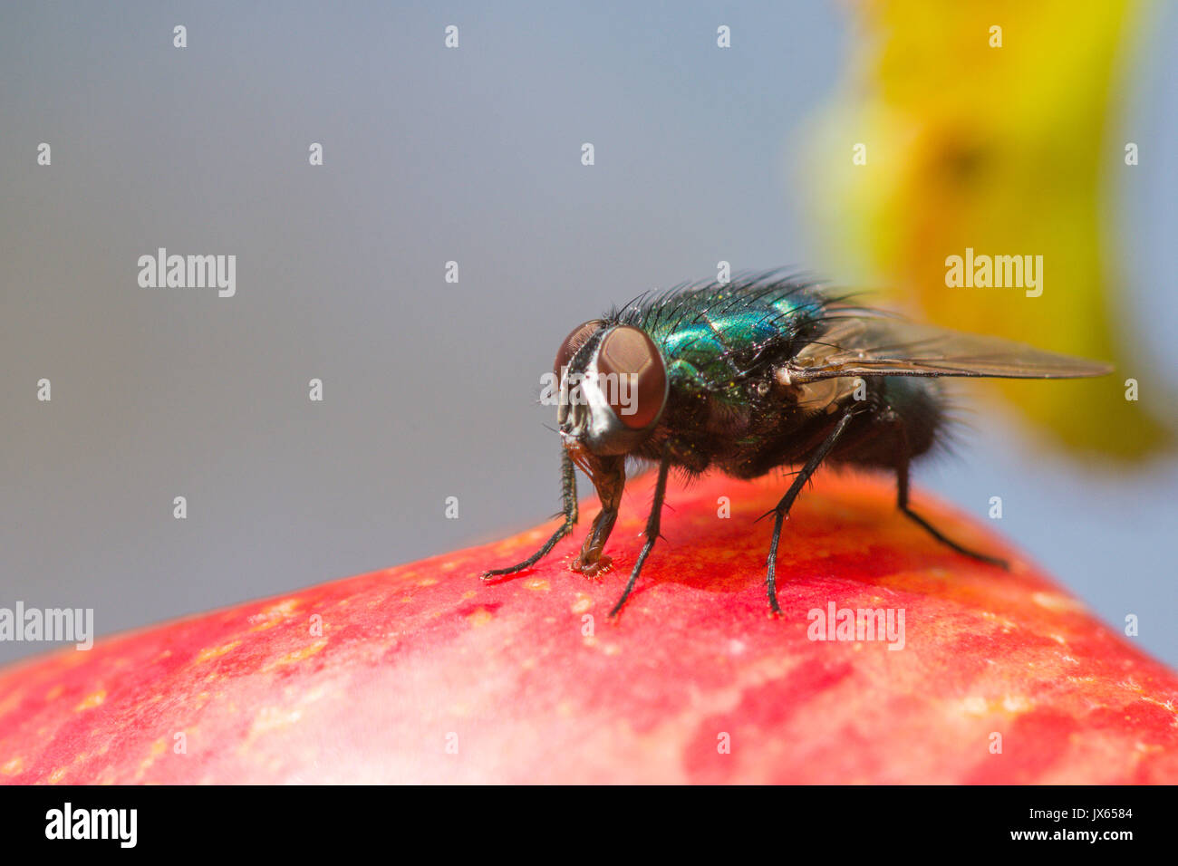 Fruit tree pest hi-res stock photography and images - Alamy