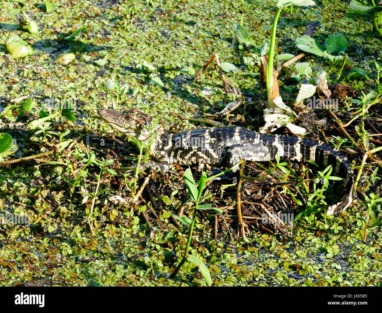 North american alligator habitat hi-res stock photography and images ...