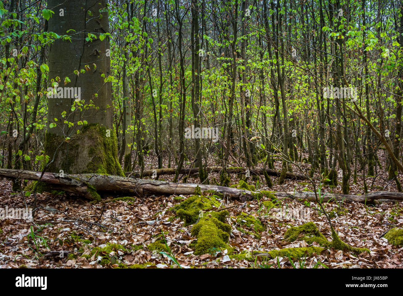 Hiking trip in Ostelsheim, in the black forrest on a cloudy day in ...
