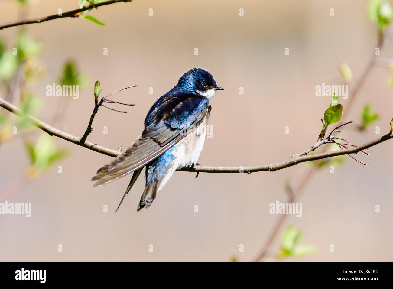 Tree swallow, Tachycineta bicolor, George C. Reifel Migratory Bird ...