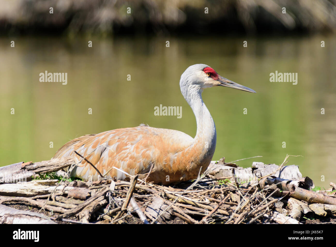 Reifel bird sanctuary crane hi-res stock photography and images - Alamy