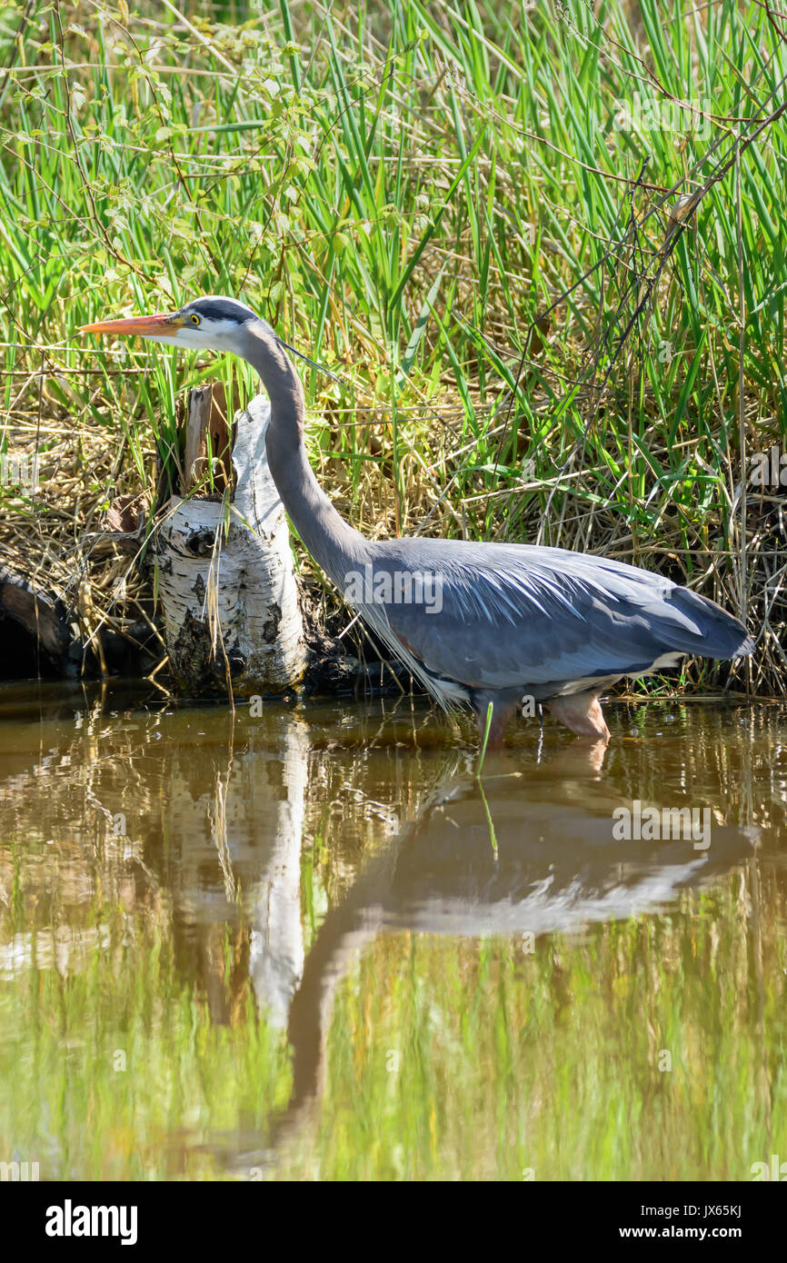 Pacific Great Blue heron, Ardea herodias fannini, George C. Reifel ...