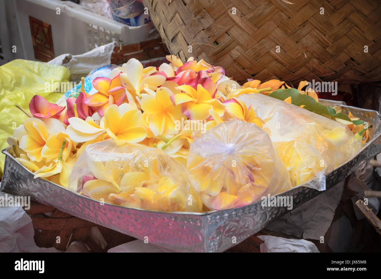 Flowers for Traditional Balinese offering, Frangipani or Plumeria, for ...