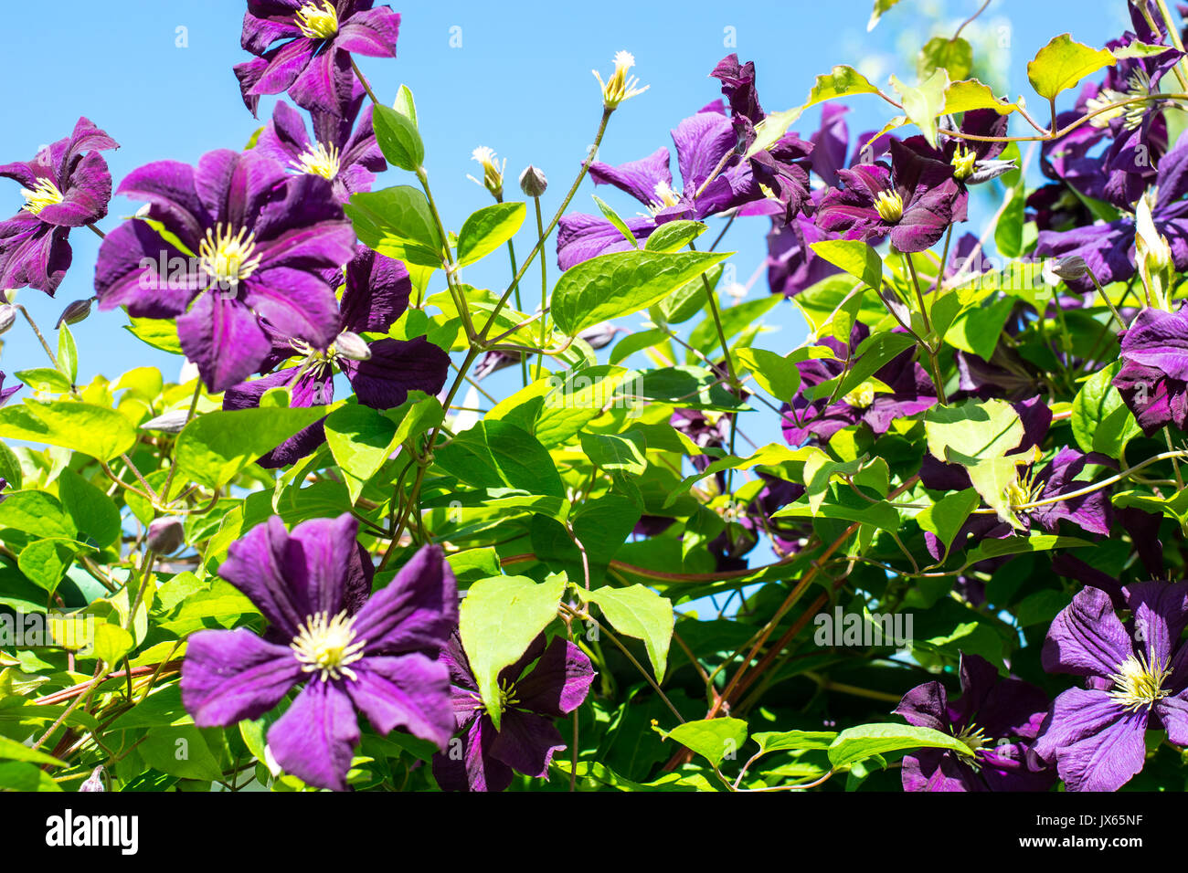 Purple clematis against the blue sky. Studio Photo Stock Photo - Alamy