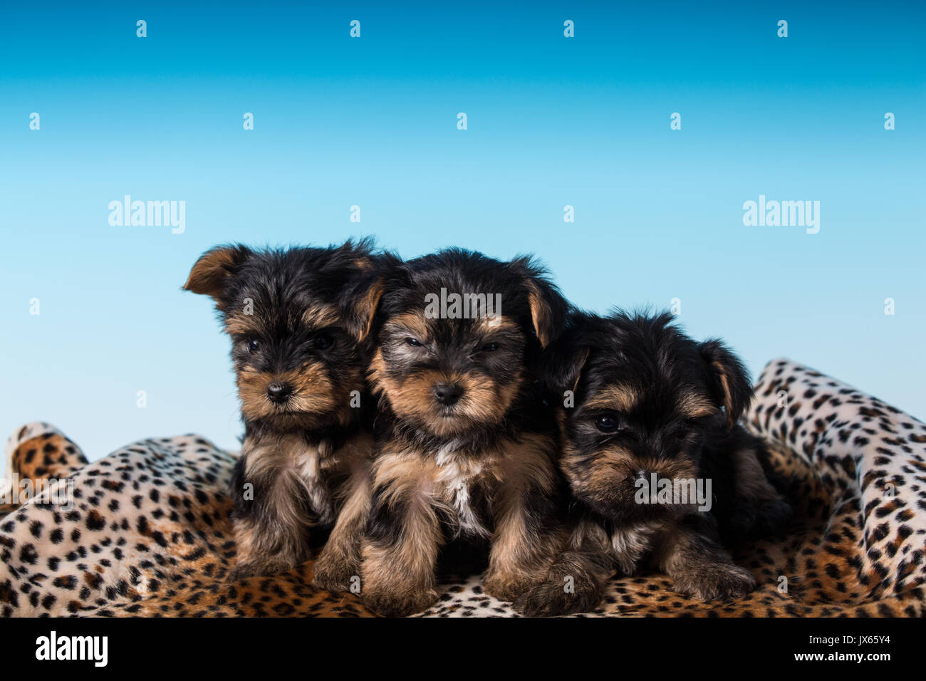 Three Yorkshire Terrier puppies, sometimes called Teacup Yorkies, in a ...