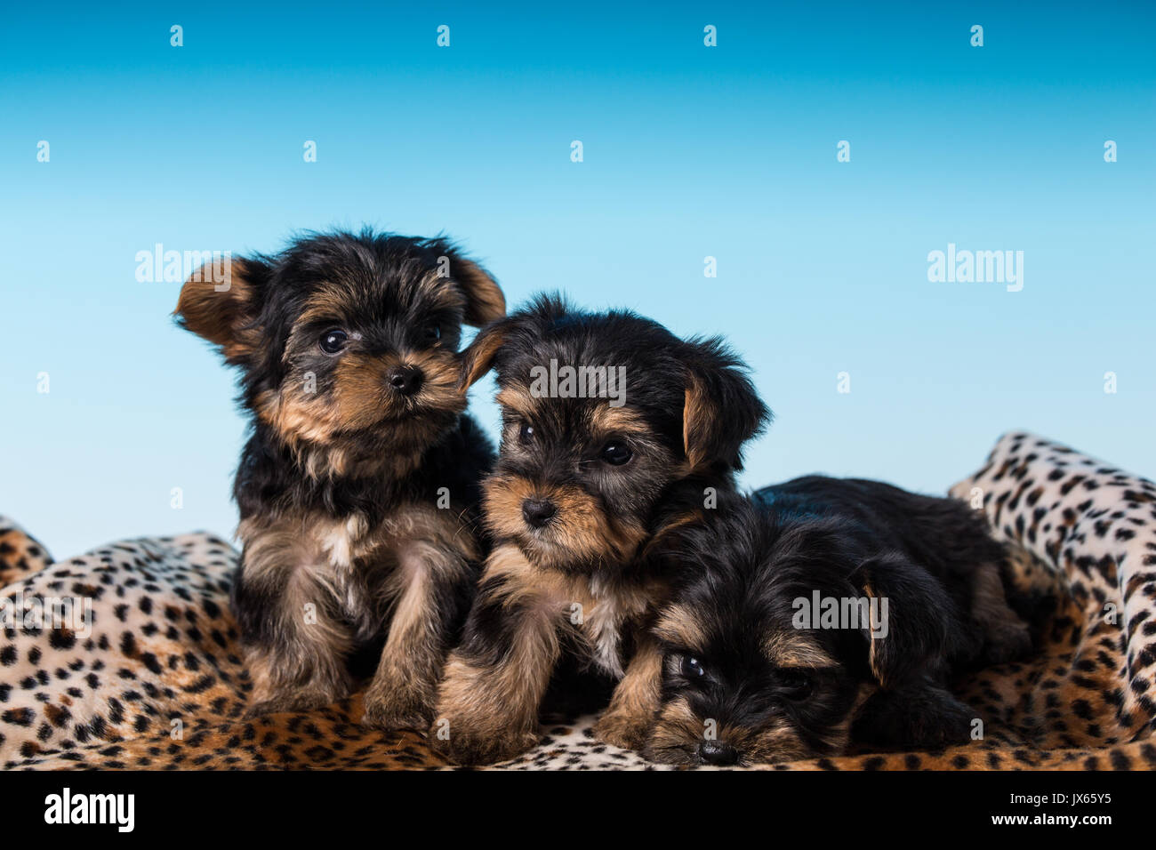 Three Yorkshire Terrier puppies, sometimes called Teacup Yorkies, in a ...