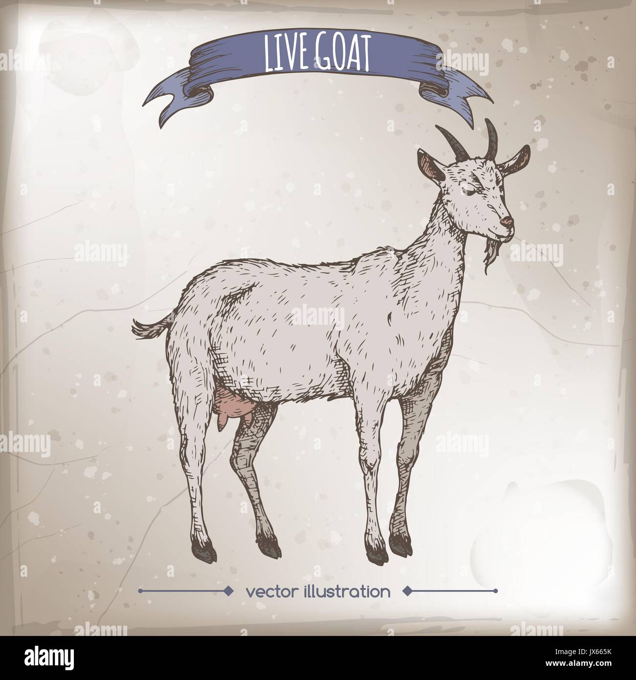 Fair Goat Stock Vector Images - Alamy