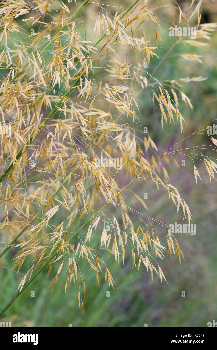 Stipa gigantea 'Gold Fontaene' . Golden oats. Giant feather grass in ...