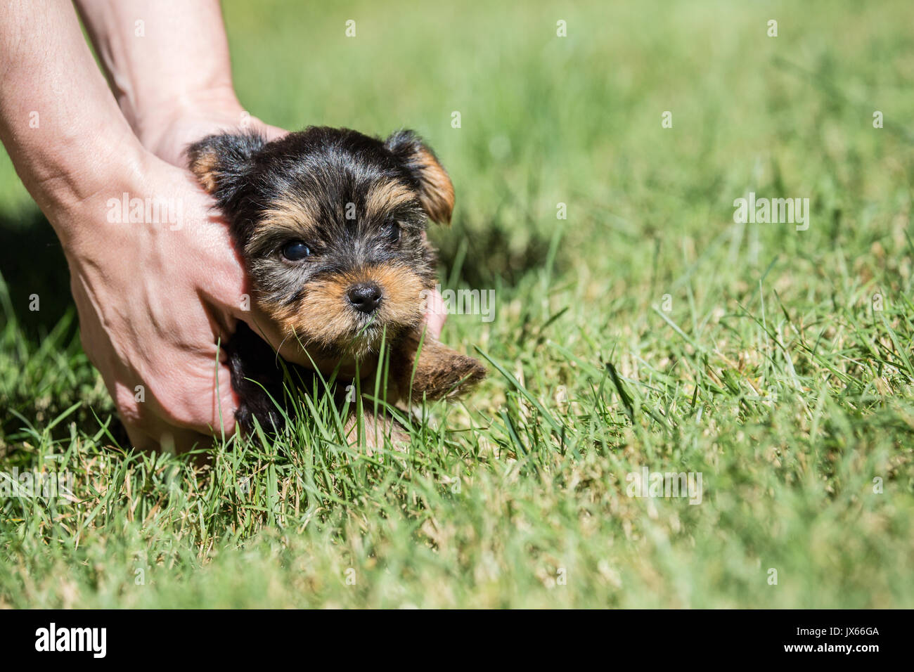 Man yorkshire terrier in arms hi-res stock photography and images - Alamy