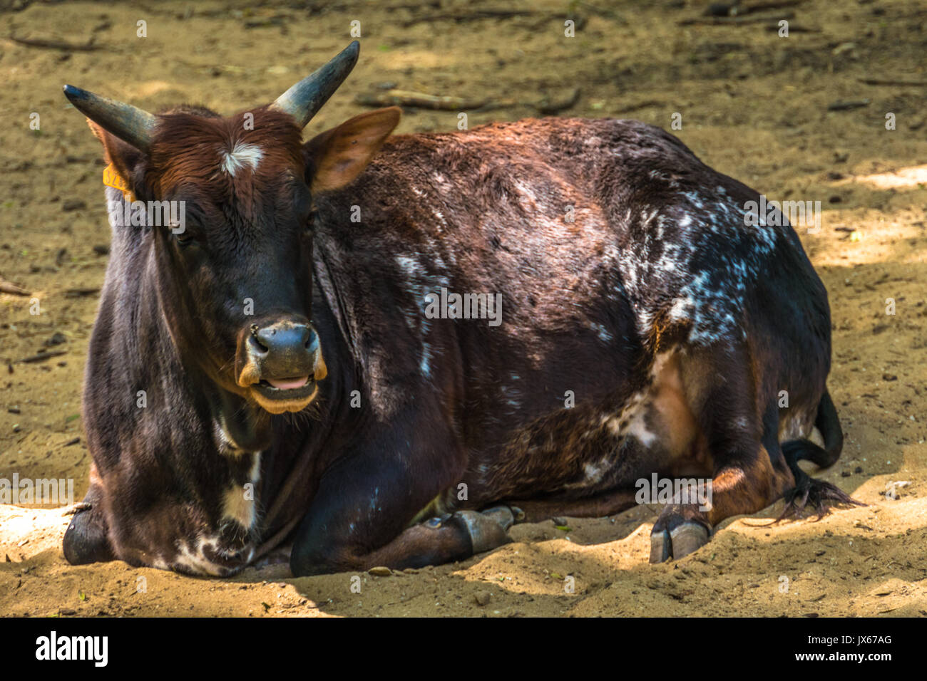 cow lying down in the sand Stock Photo - Alamy