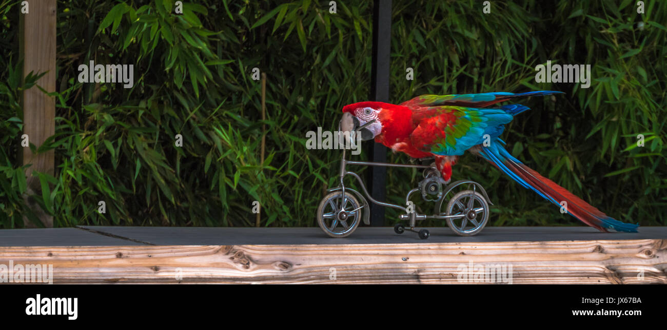Parrot on bicycle hi-res stock photography and images - Alamy