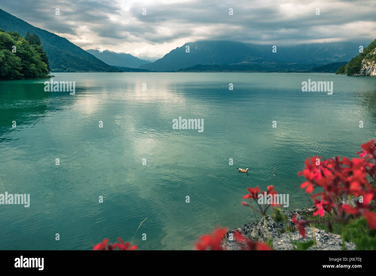 red flowers mountain lake Stock Photo - Alamy