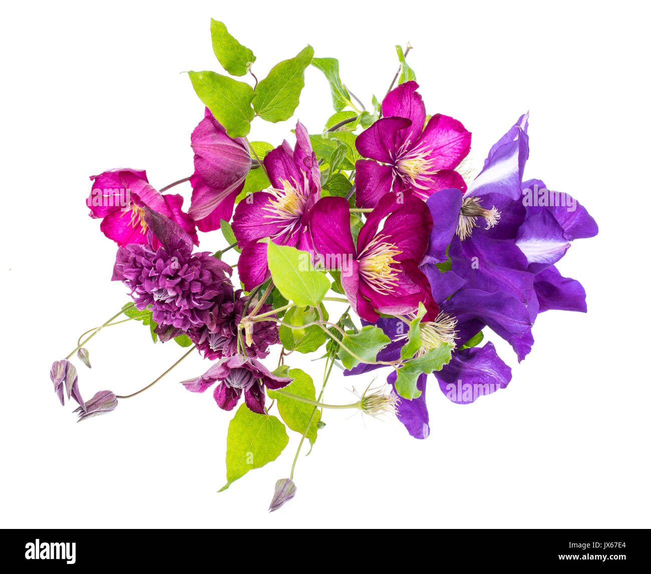 Clematis symbol of beauty hi-res stock photography and images - Alamy