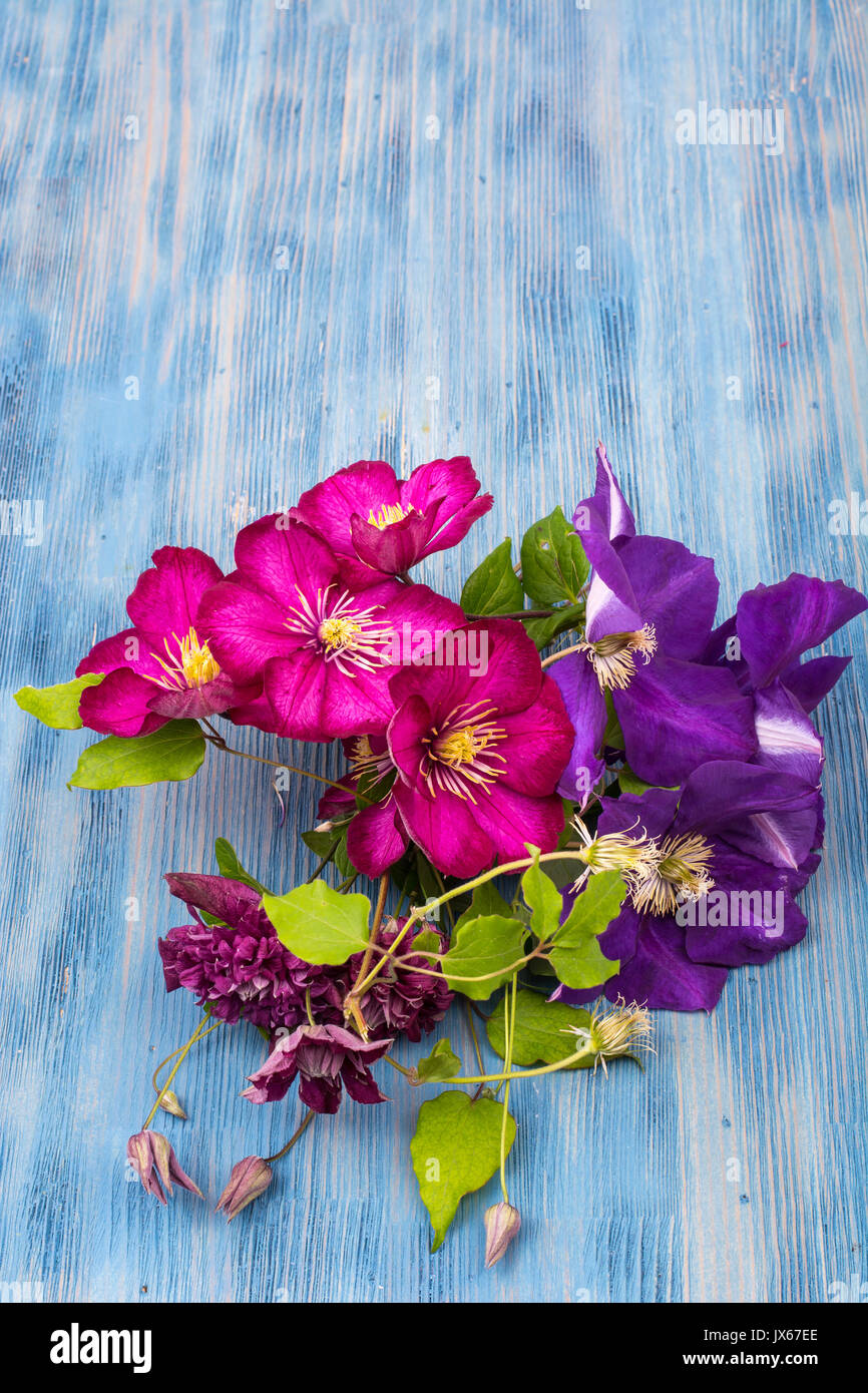 Clematis of different colors. Studio Photo Stock Photo - Alamy