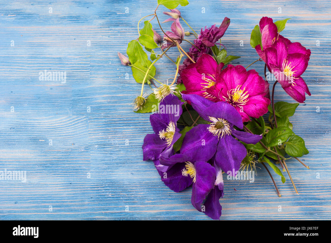 Clematis of different colors. Studio Photo Stock Photo - Alamy