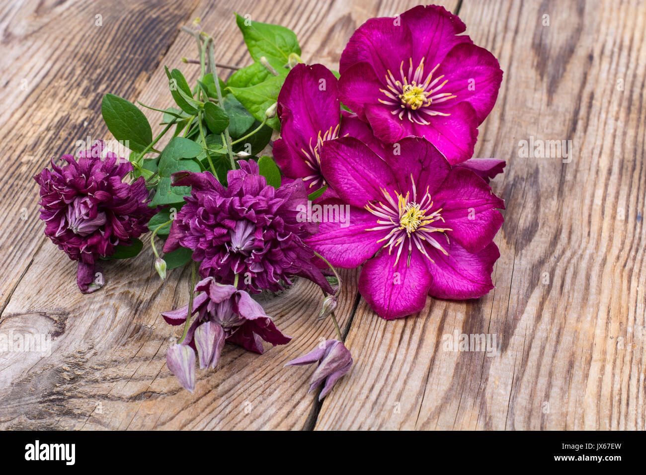 Clematis of different colors. Studio Photo Stock Photo - Alamy