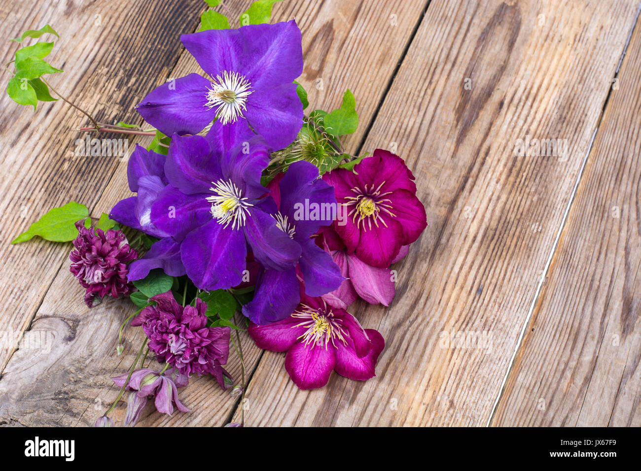 Clematis of different colors. Studio Photo Stock Photo - Alamy