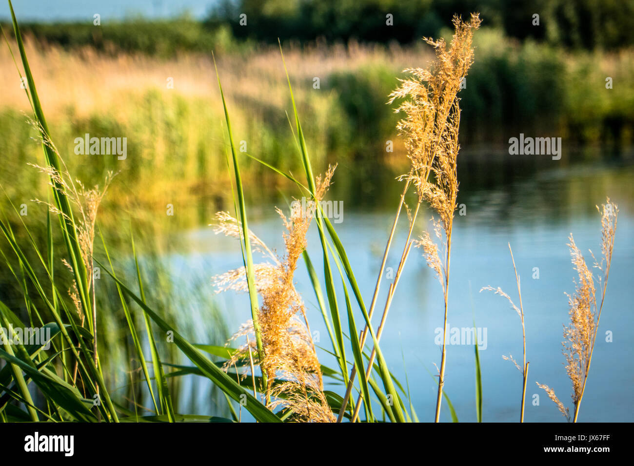 wheat by park water Stock Photo - Alamy