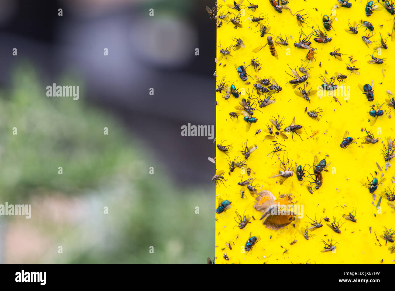 Yellow flypaper hi-res stock photography and images - Alamy