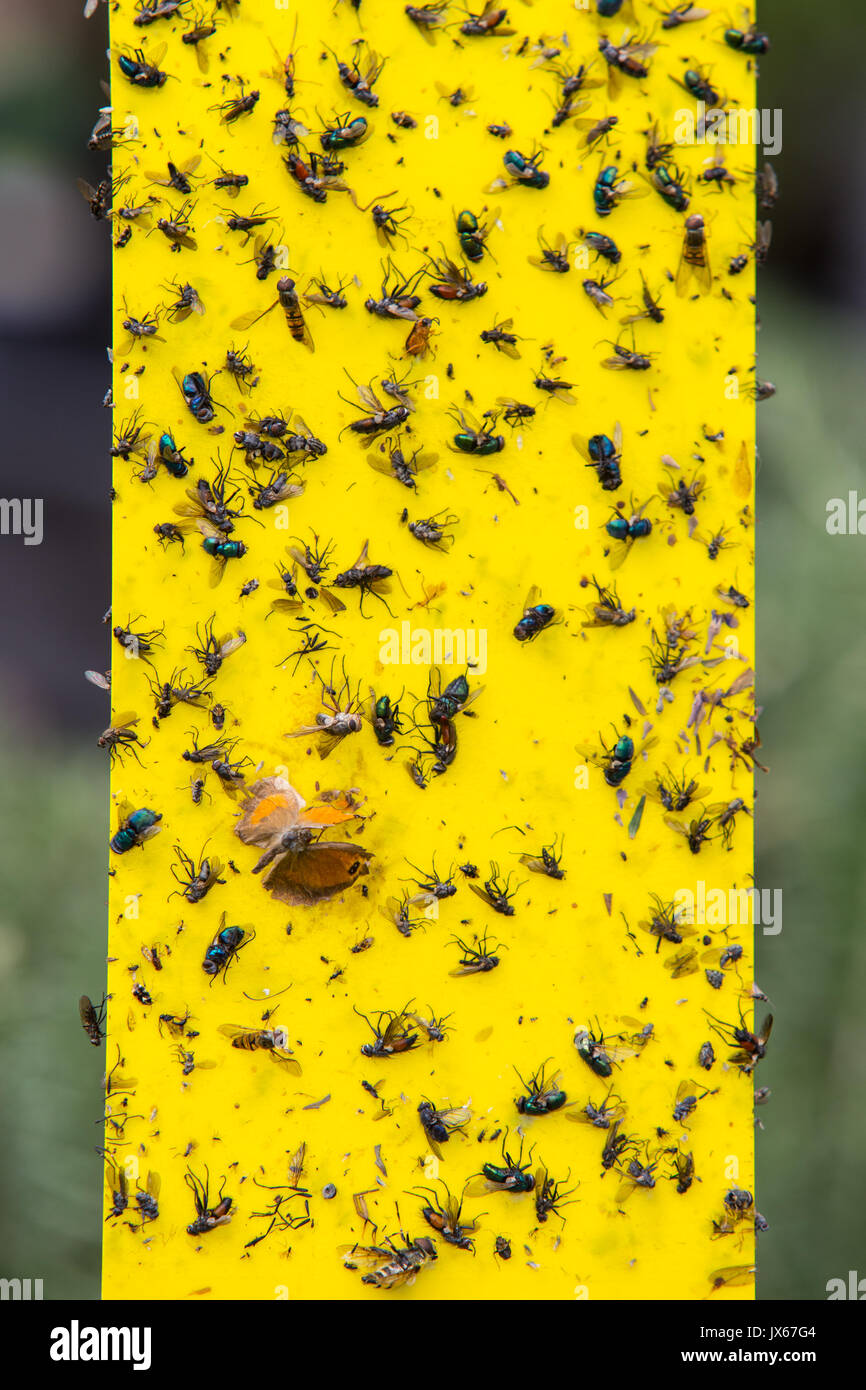 Flypaper High Resolution Stock Photography and Images - Alamy