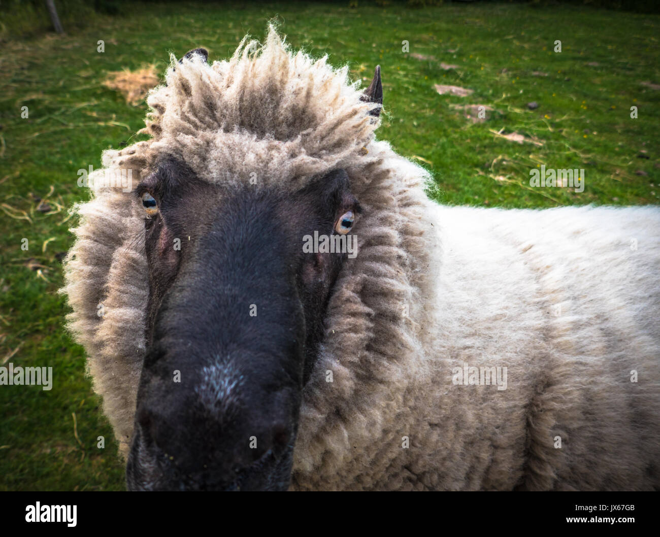 Suffolk sheep portrait hi-res stock photography and images - Alamy