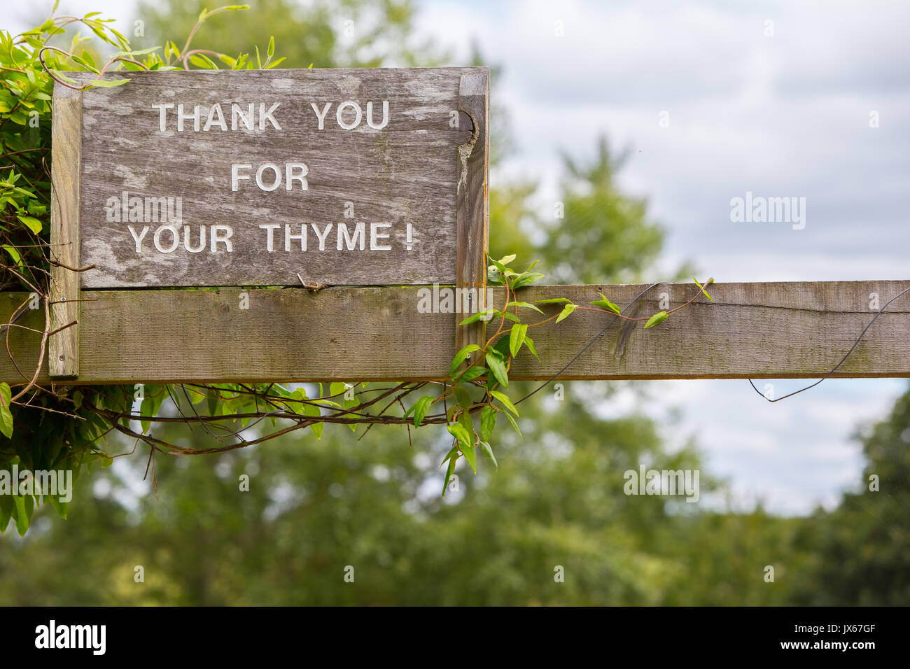 Thank you for your Thyme funny sign Stock Photo - Alamy