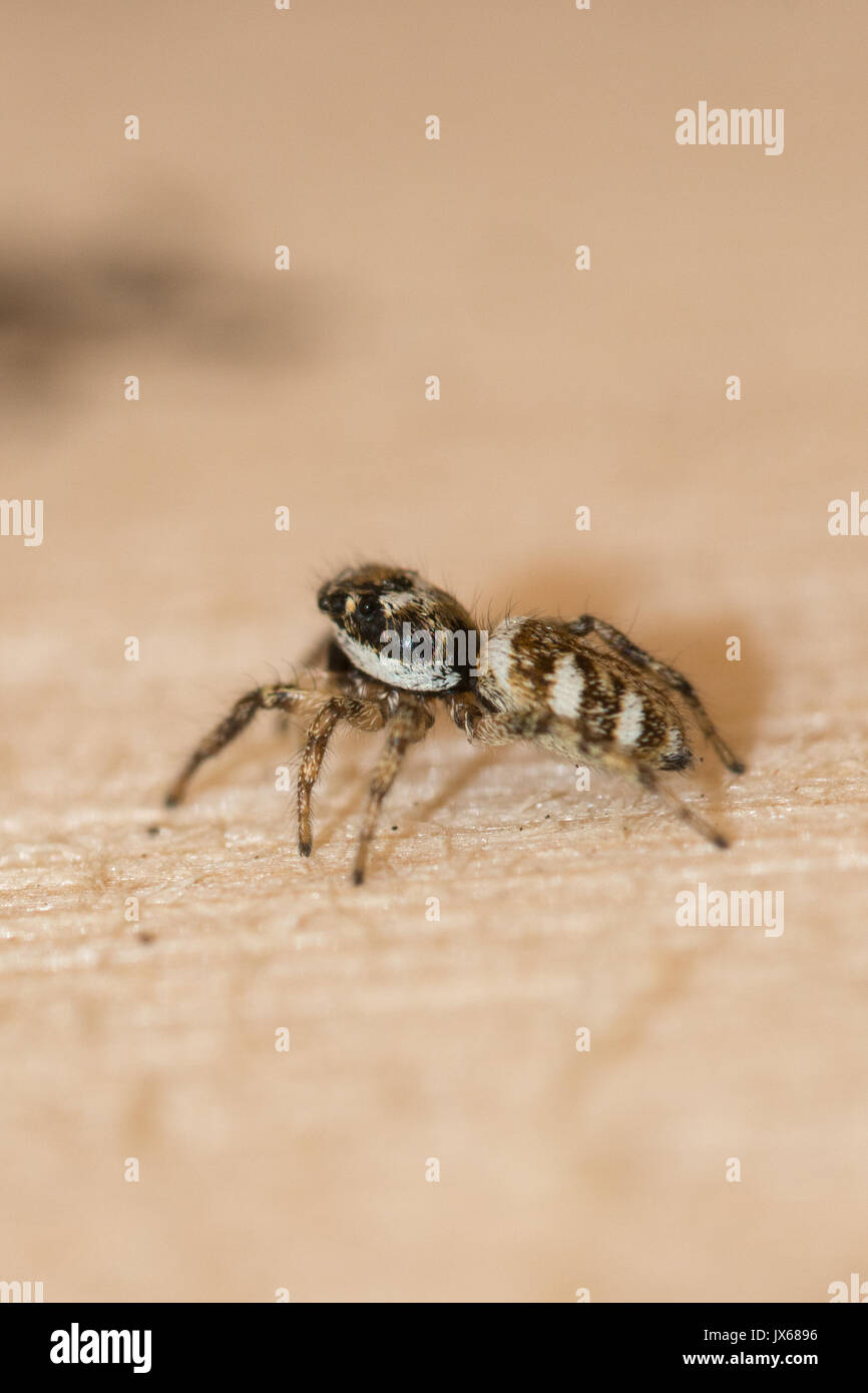 Close-up of a tiny zebra jumping spider (Salticus scenicus), UK Stock ...