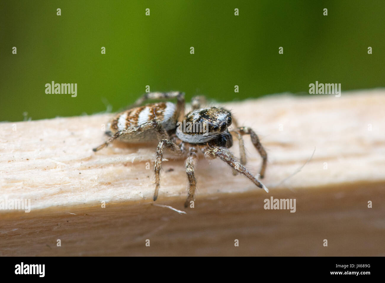 Close-up of a tiny zebra jumping spider (Salticus scenicus Stock Photo ...