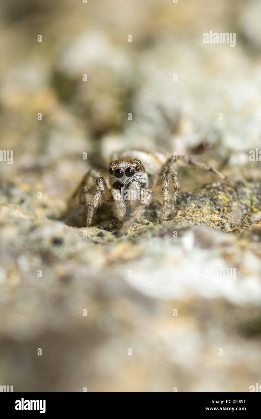 Close-up of a tiny zebra jumping spider (Salticus scenicus Stock Photo ...