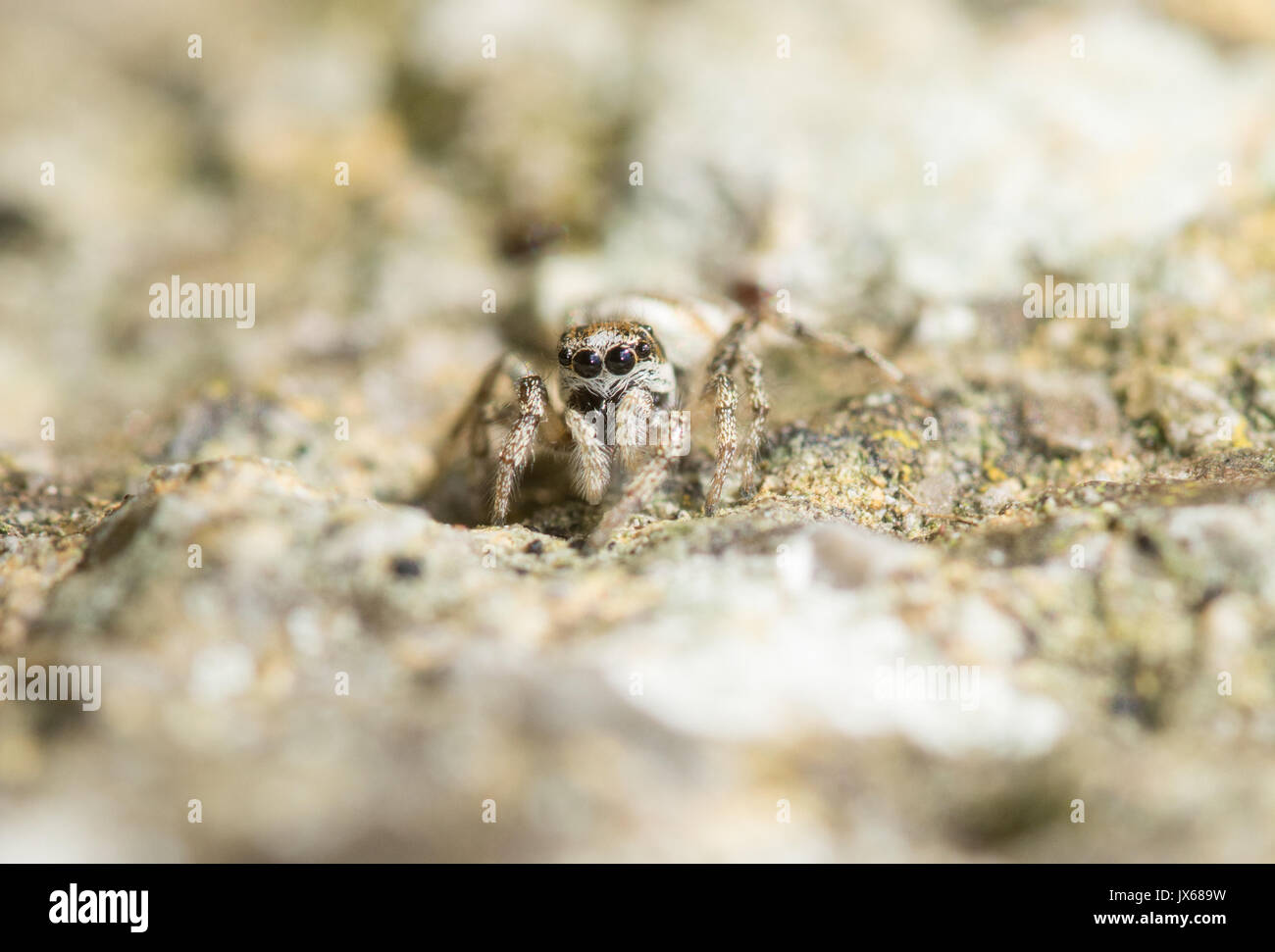 Close-up of a tiny zebra jumping spider (Salticus scenicus Stock Photo ...