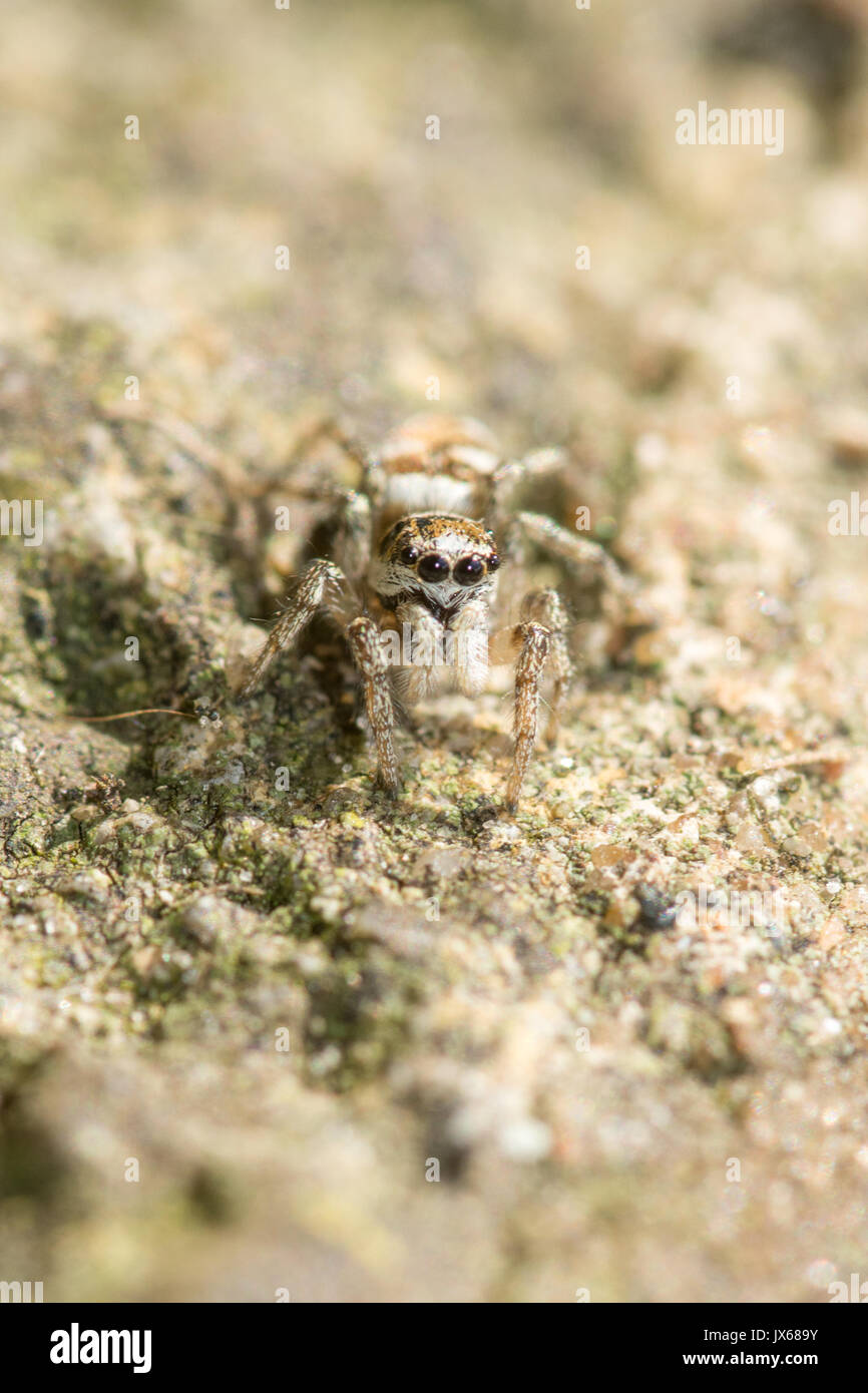 Close-up of a tiny zebra jumping spider (Salticus scenicus Stock Photo ...