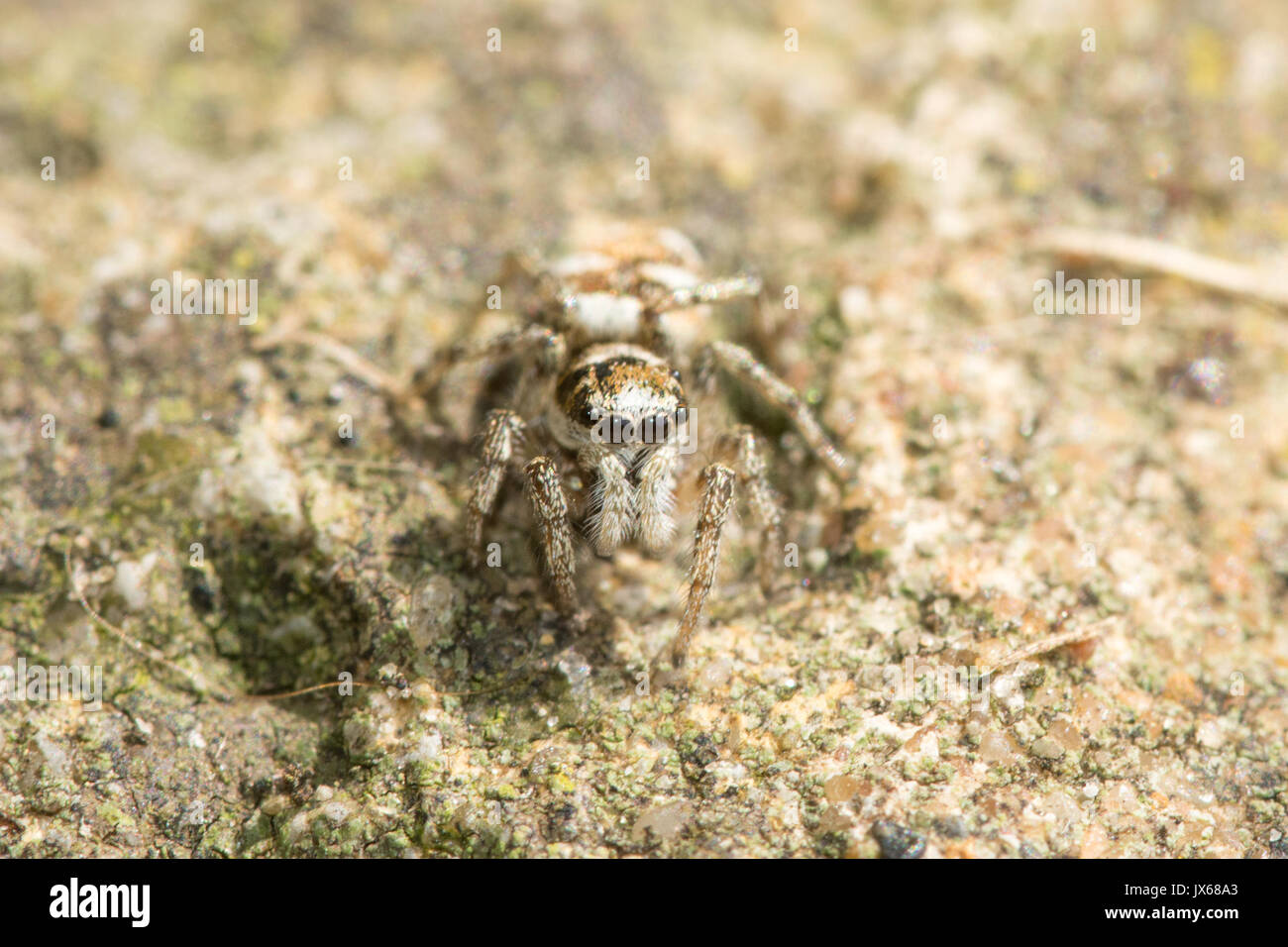 Close-up of a tiny zebra jumping spider (Salticus scenicus Stock Photo ...